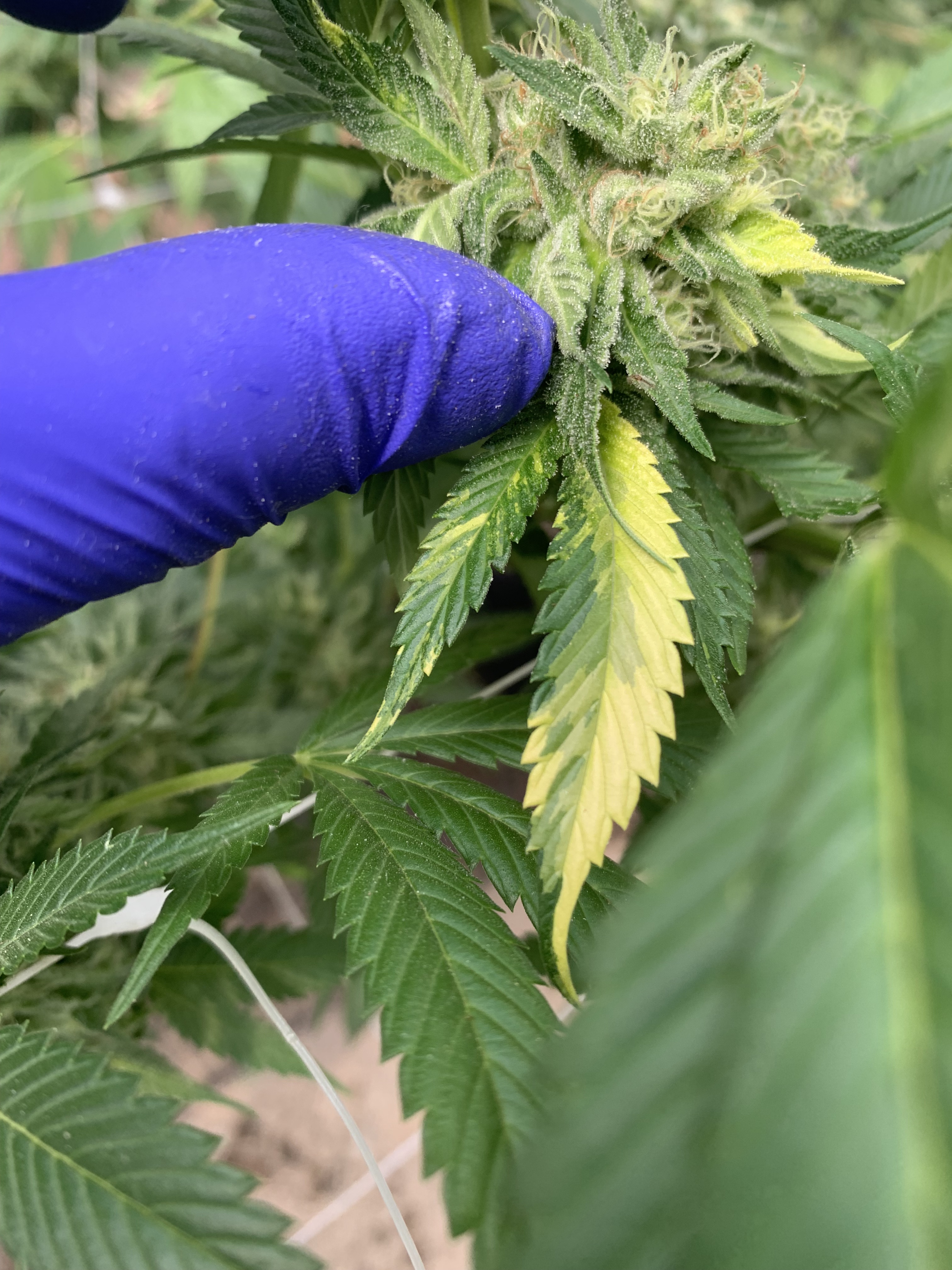 Understanding the Phenomenon of Variegation in Cannabis Plants ...
