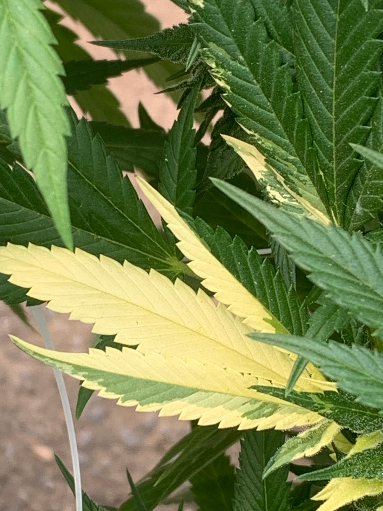 Understanding the Phenomenon of Variegation in Cannabis Plants ...