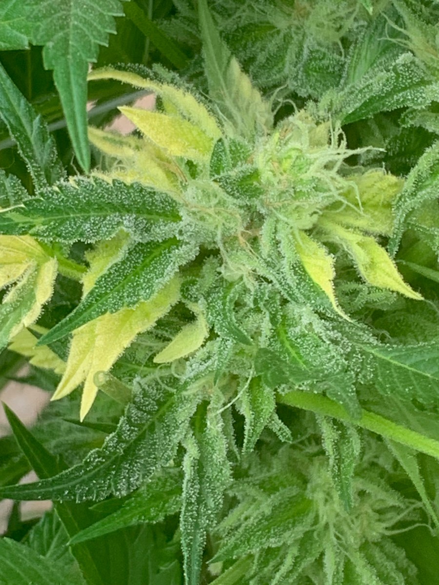 Understanding the Phenomenon of Variegation in Cannabis Plants ...